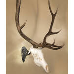 SKULL HOOKER BIG HOOKER (SHORT ARM) EUROPEAN SKULL MOUNT KIT - Camofire ...