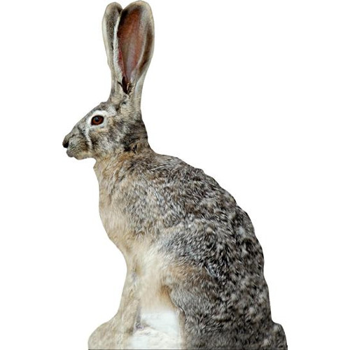 ALTUS BRANDS PHANTOM JACK RABBIT DECOY - Camofire Discount Hunting Gear ...