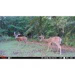 WILDGAME INNOVATIONS ORBIT 360 CELLULAR TRAIL CAMERA - Camofire ...